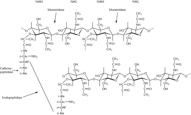 N Glycan Chains Meddic
